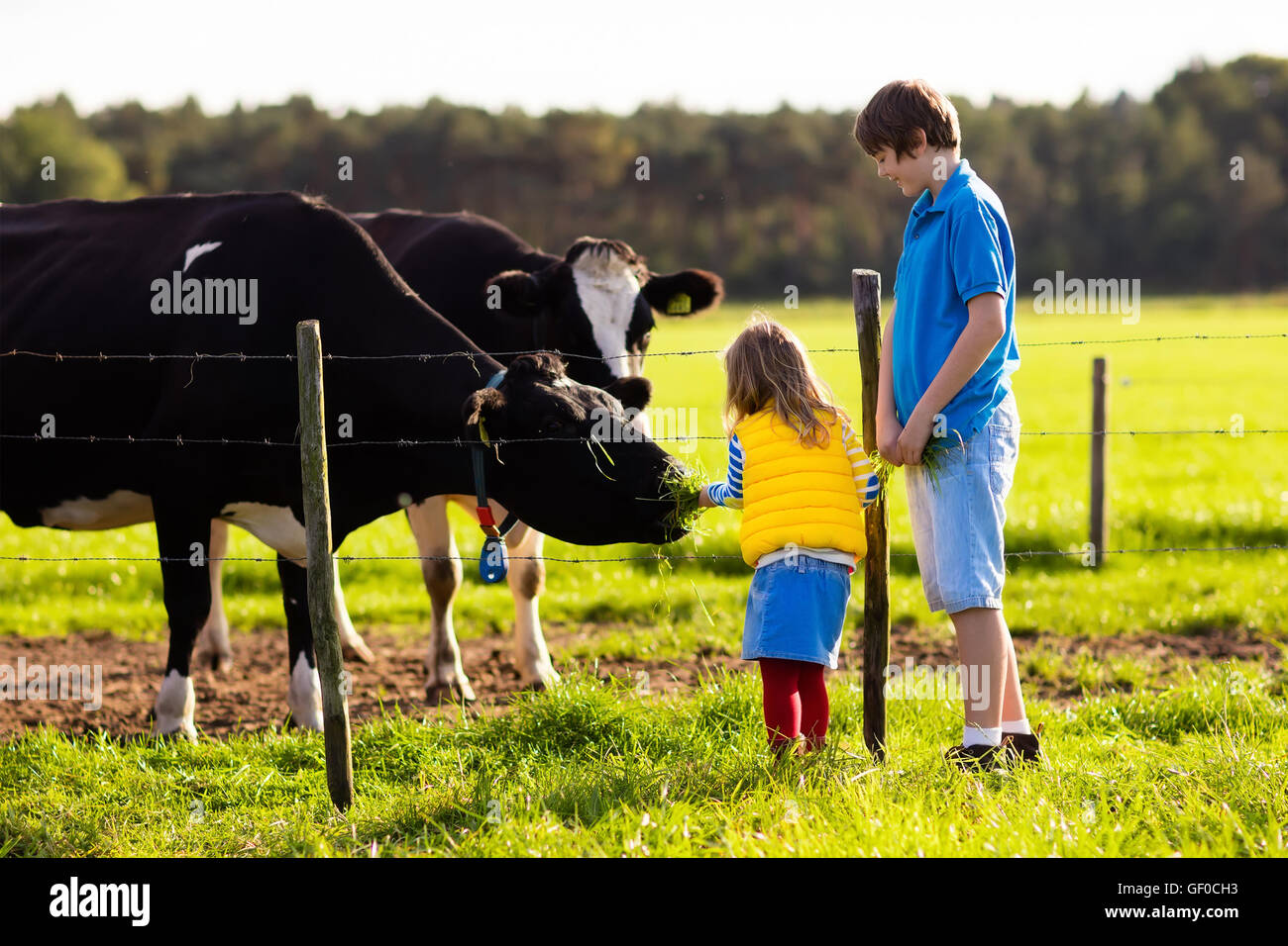 Happy kids feeding cows on a farm. Little girl and school age boy feed ...