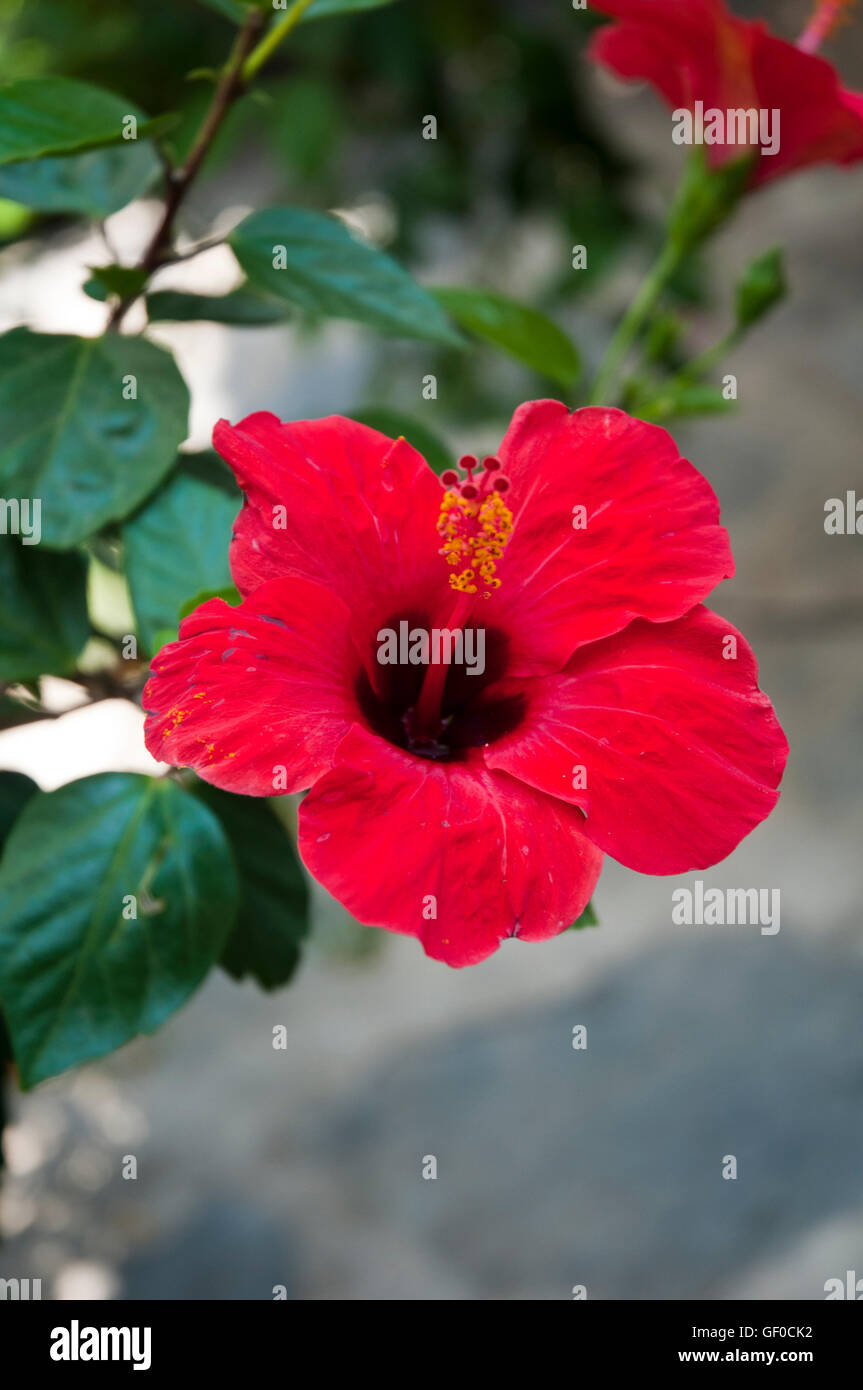 Red Hibiscus Flower in Garden – Vibrant Tropical Bloom in Bodrum ...