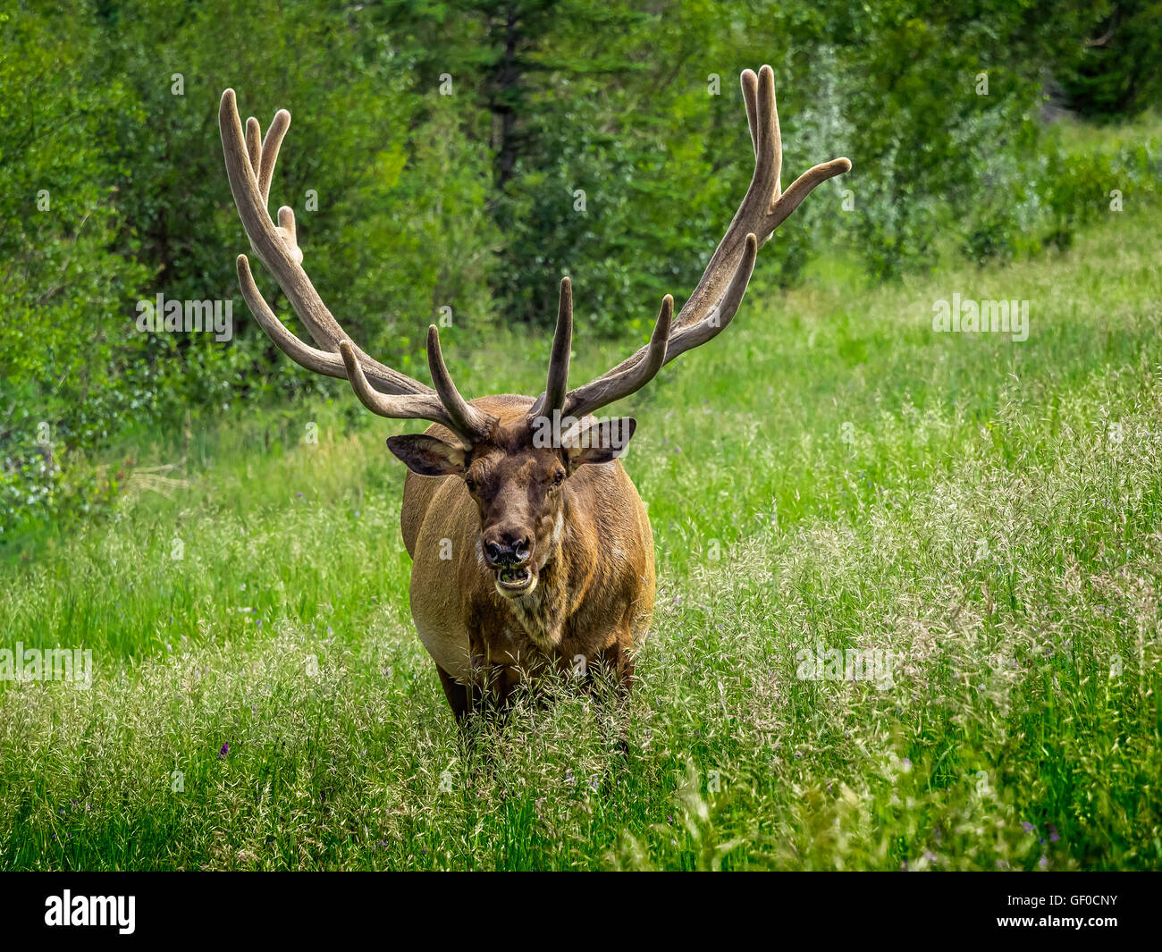 Bull elk with large rack still in velvet Stock Photo - Alamy