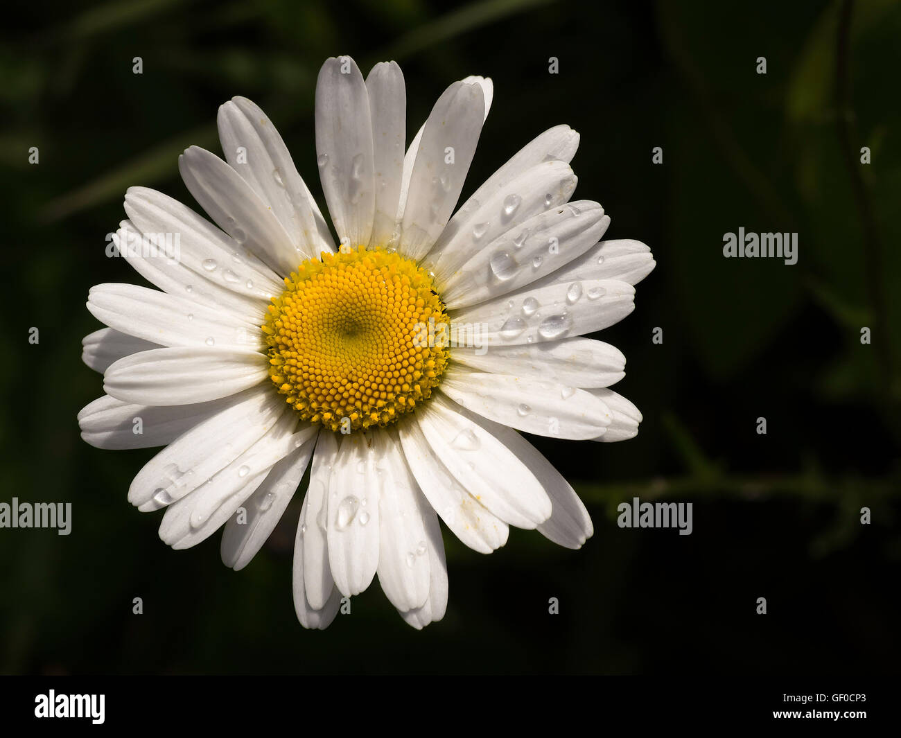 Close up of a wild daisy flower Stock Photo - Alamy