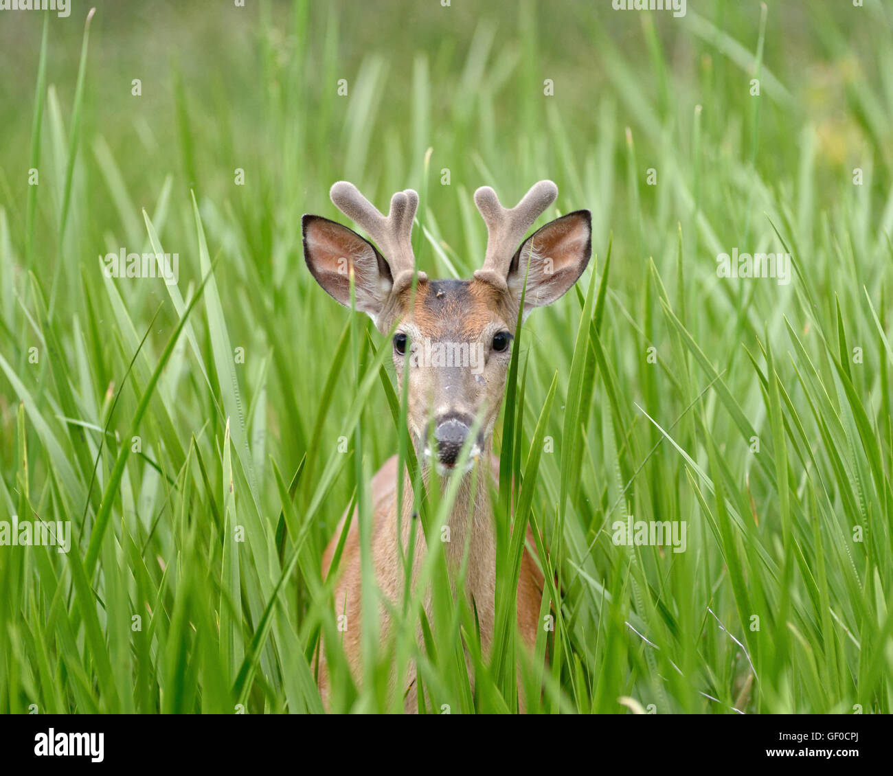 Deer in field of tall grass Stock Photo - Alamy