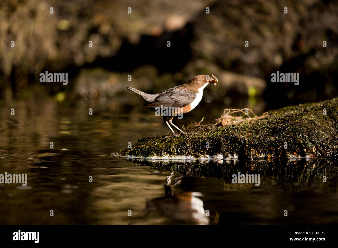 Dipper bird hi-res stock photography and images - Alamy