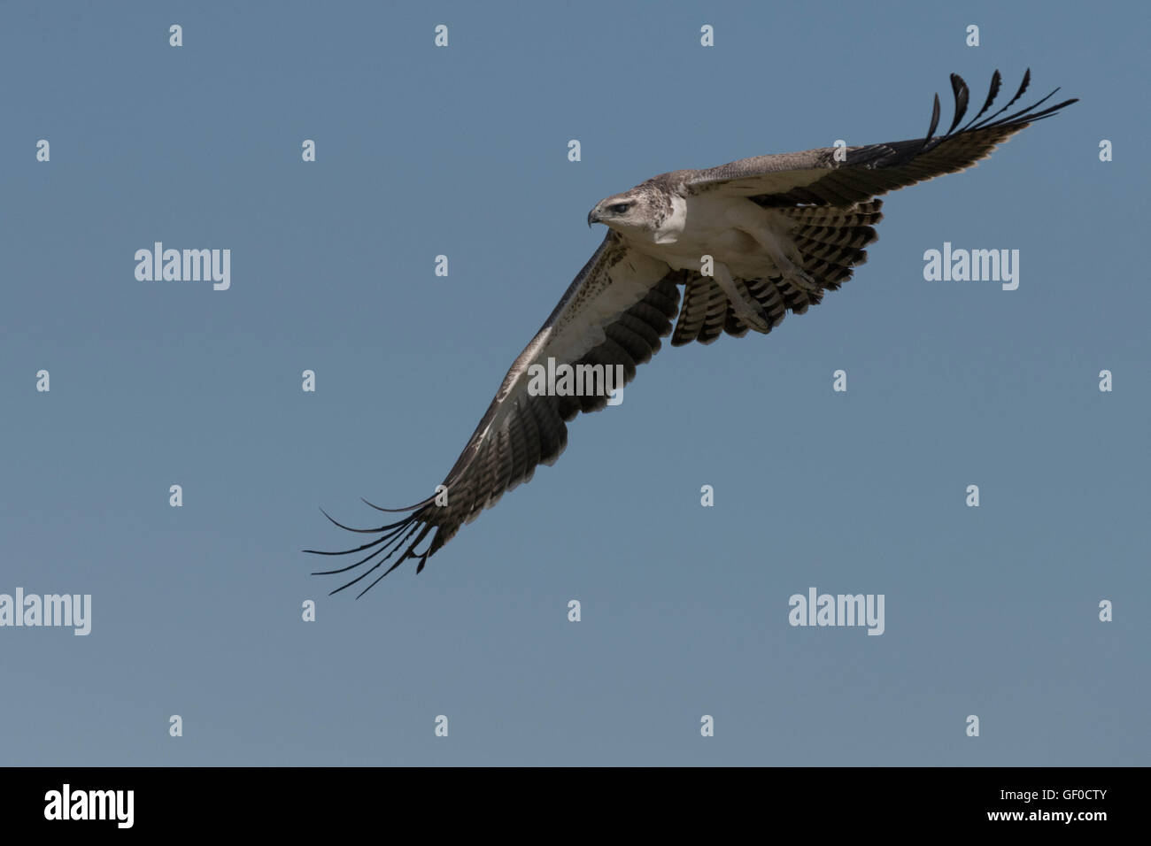 Immature martial eagle in flight Stock Photo - Alamy