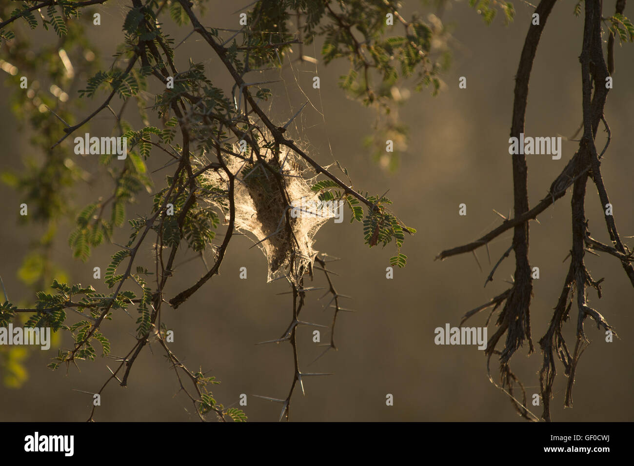 Communal spiders hi-res stock photography and images - Alamy
