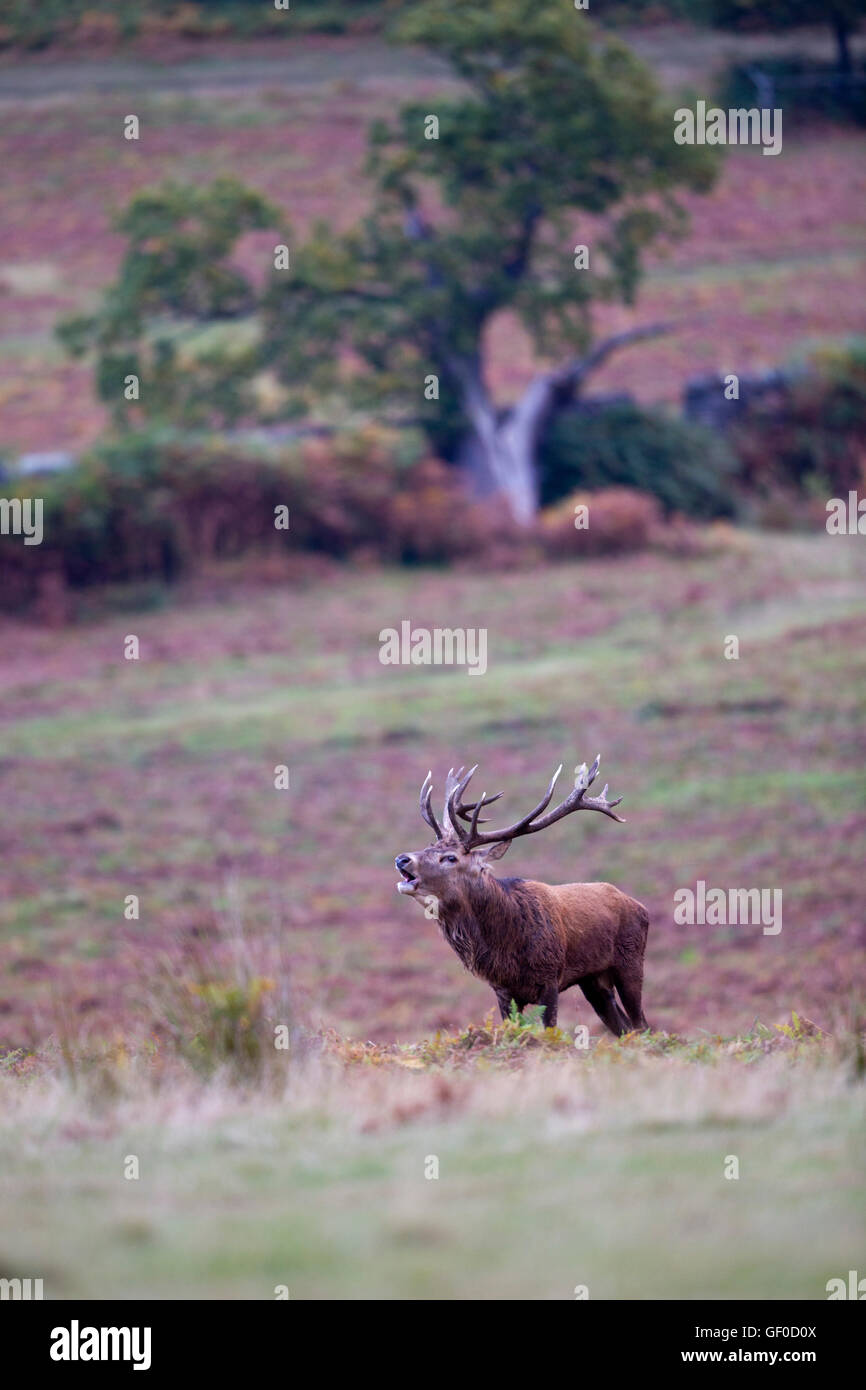 Stag rut mountains hi-res stock photography and images - Alamy