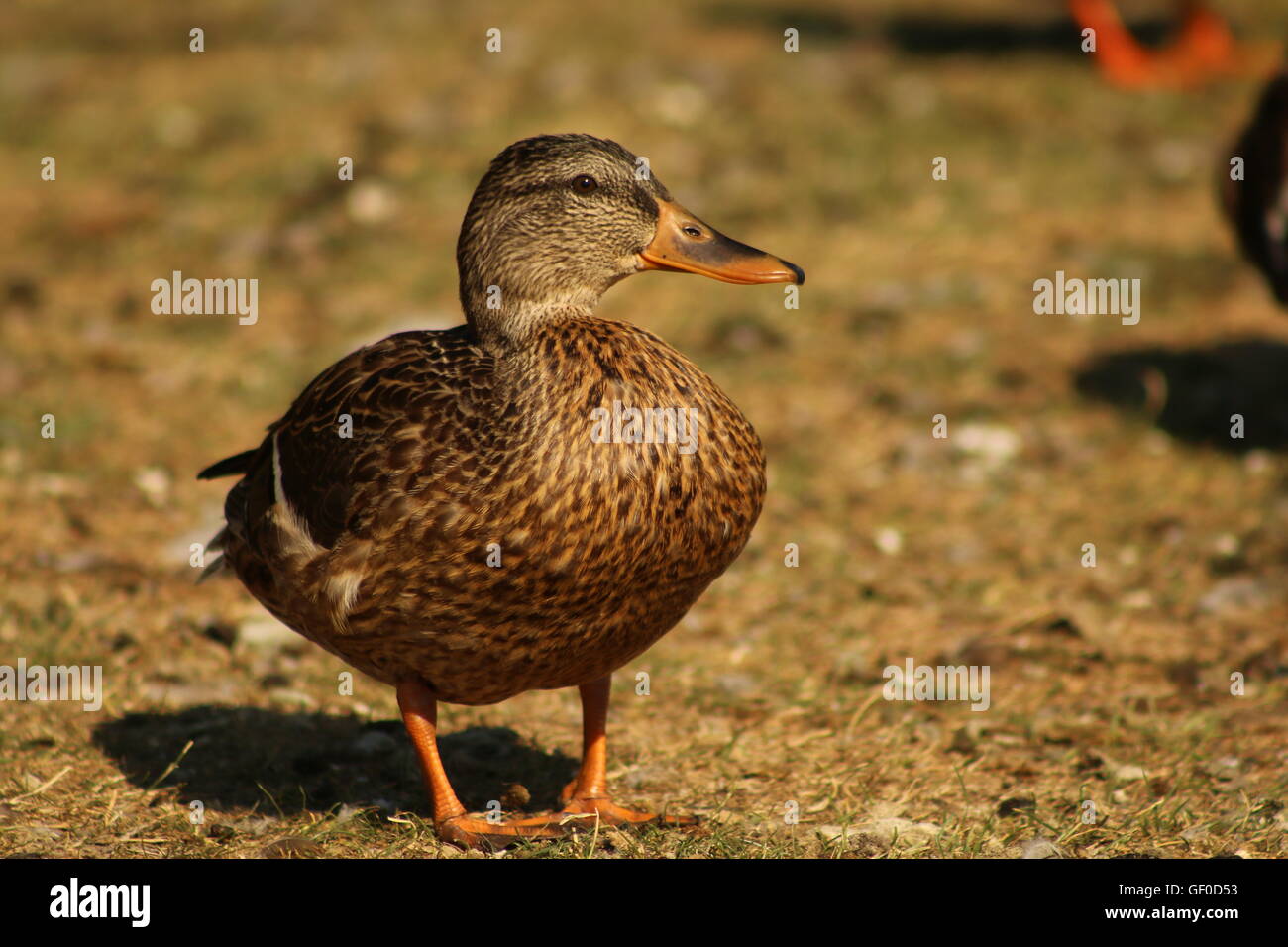 Duck for president Stock Photo - Alamy