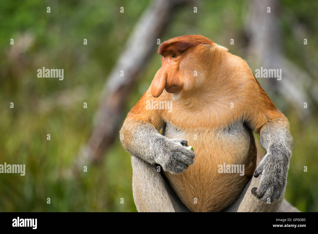 Labuk bay proboscis monkey sanct hi-res stock photography and images ...