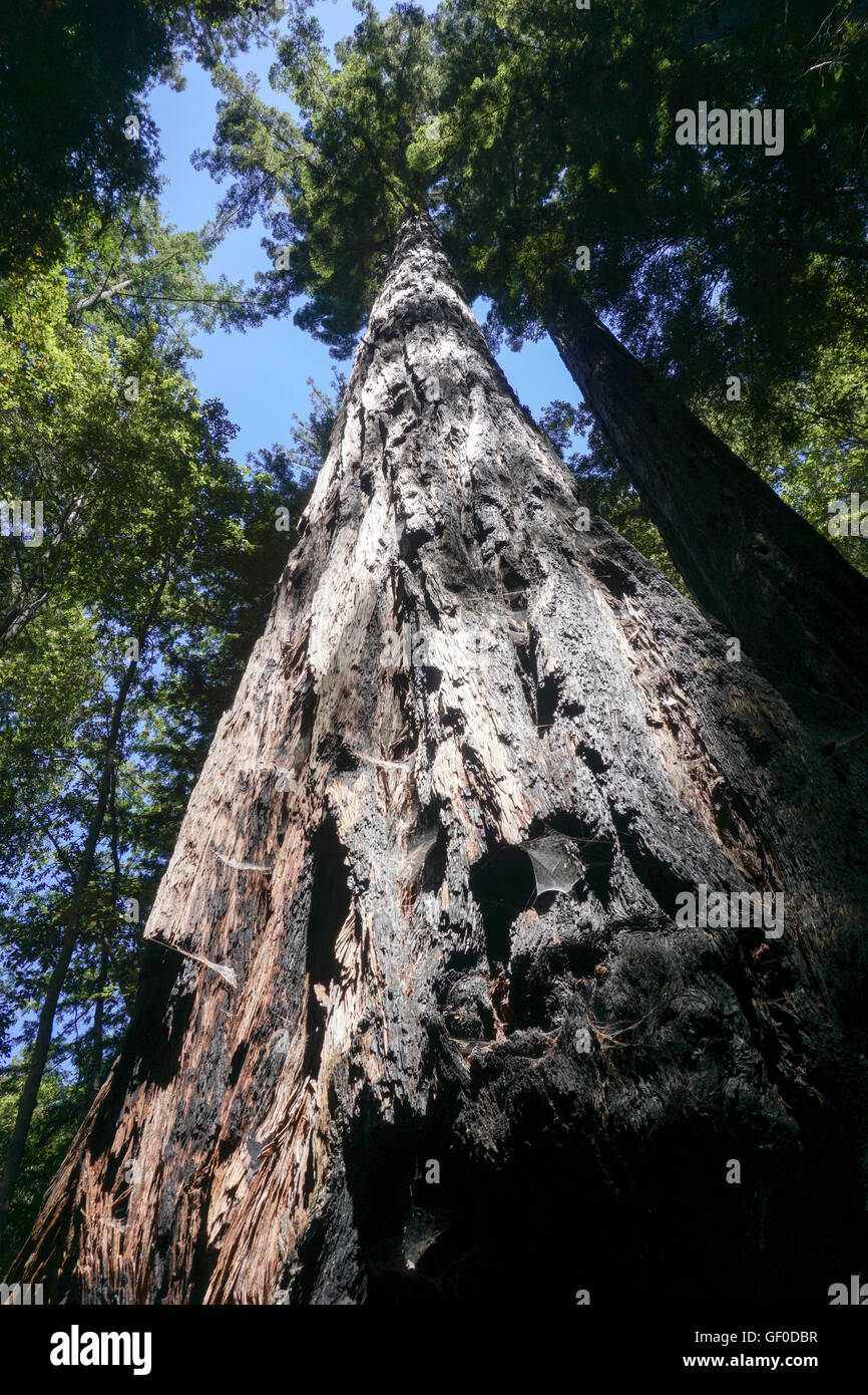 Redwood Tree close up, Big Basin State Park, California Stock Photo - Alamy