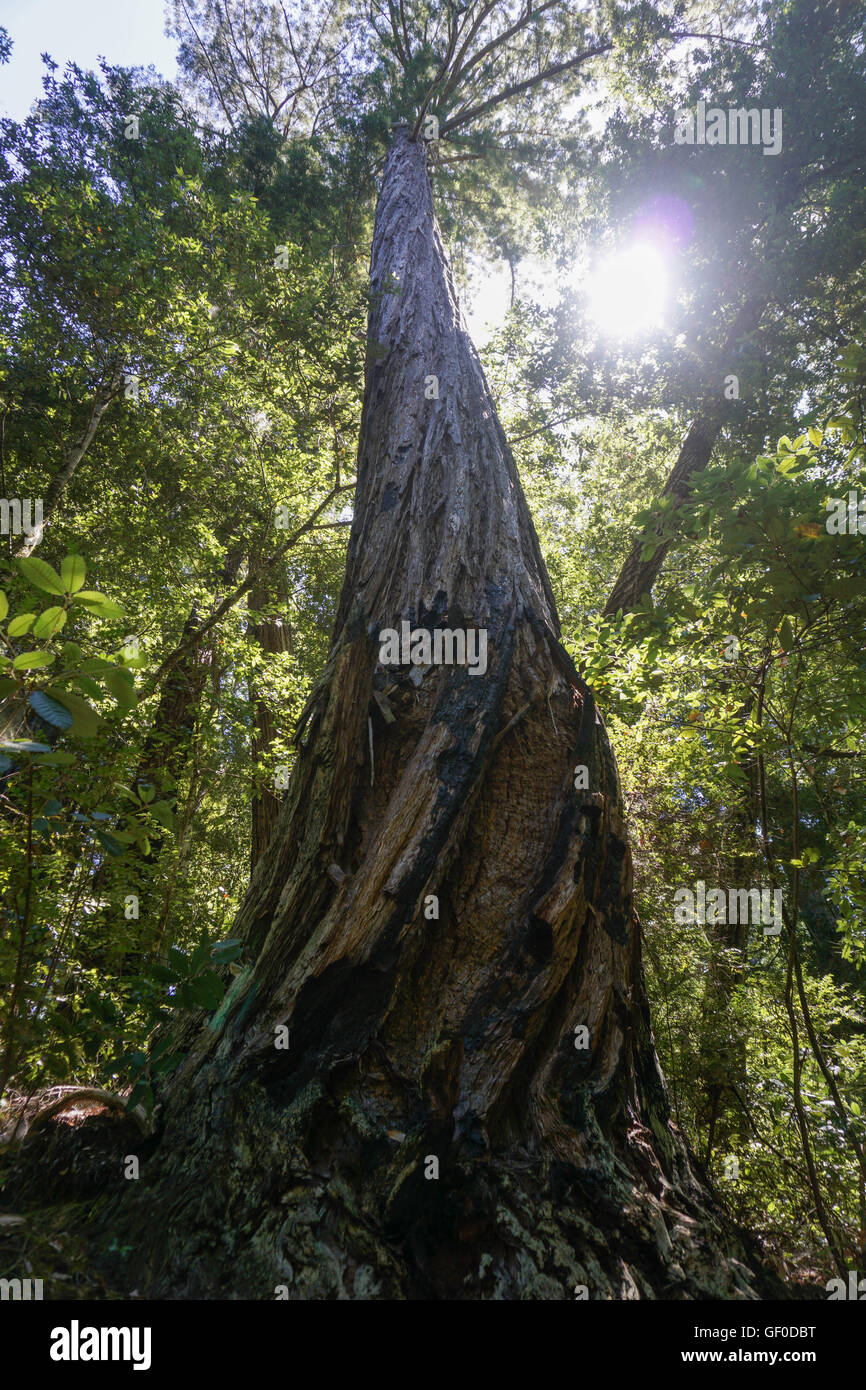 Redwood Tree close up, Big Basin State Park, California Stock Photo - Alamy