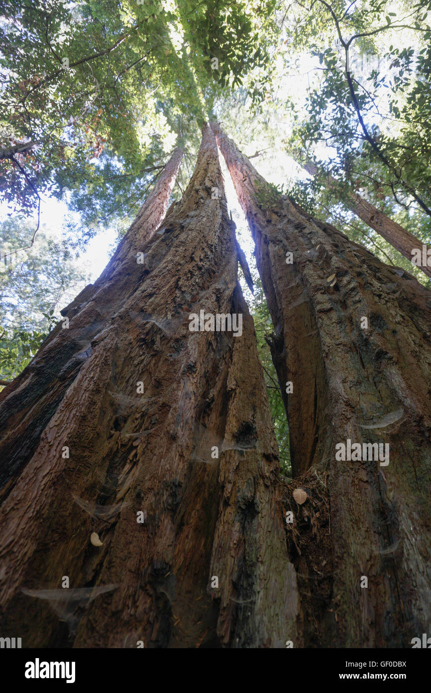 Big basin redwood state park hi-res stock photography and images - Alamy