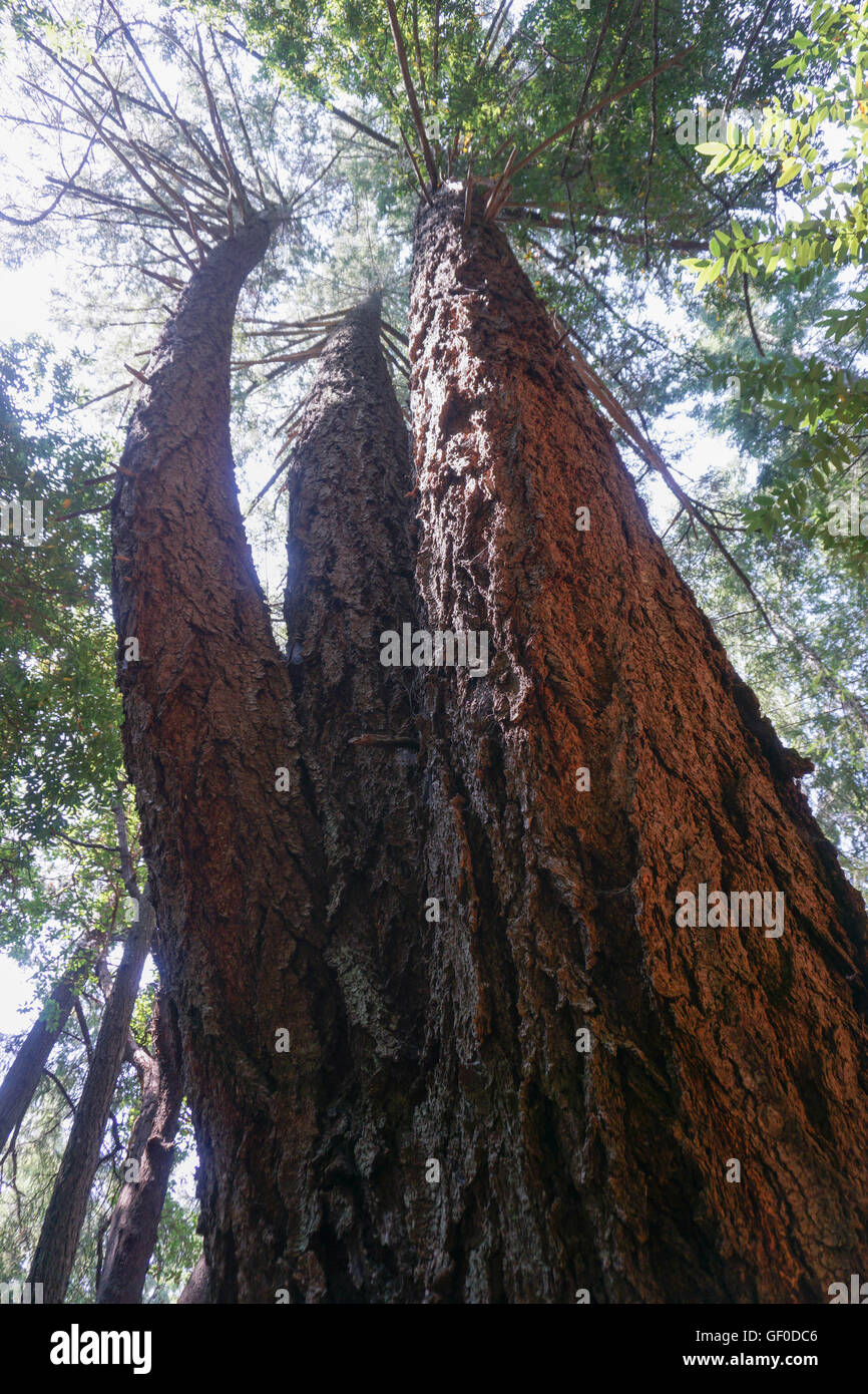 Redwood Tree close up, Big Basin State Park, California Stock Photo - Alamy
