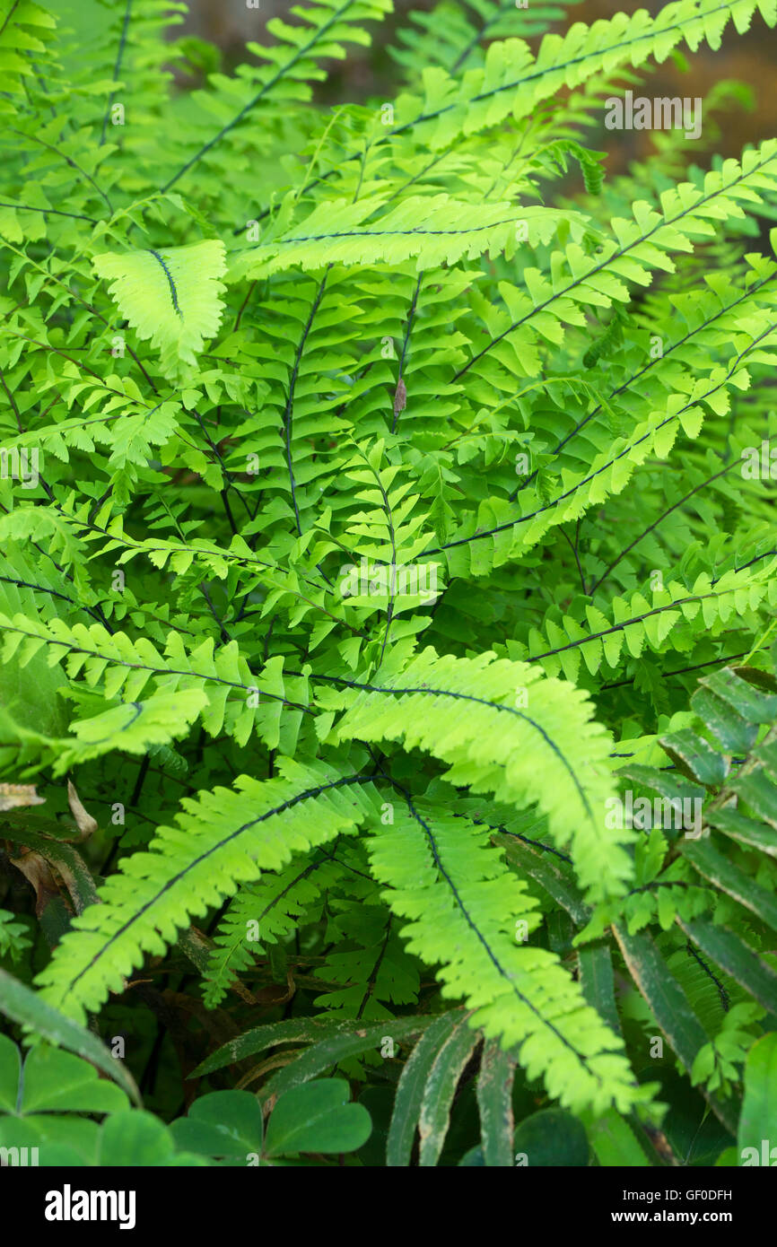 Five finger fern hi-res stock photography and images - Alamy