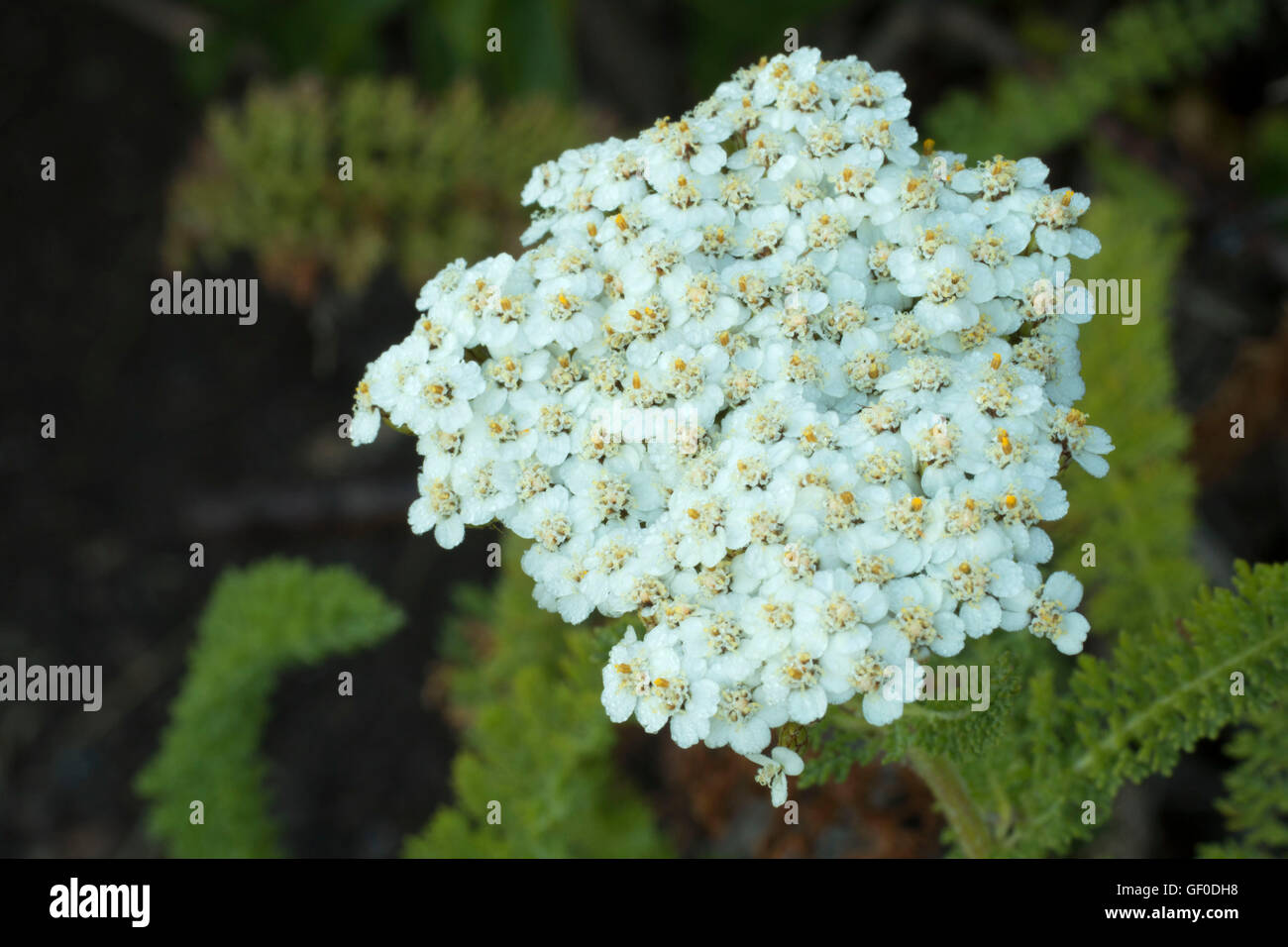 Coastal yarrow hi-res stock photography and images - Alamy