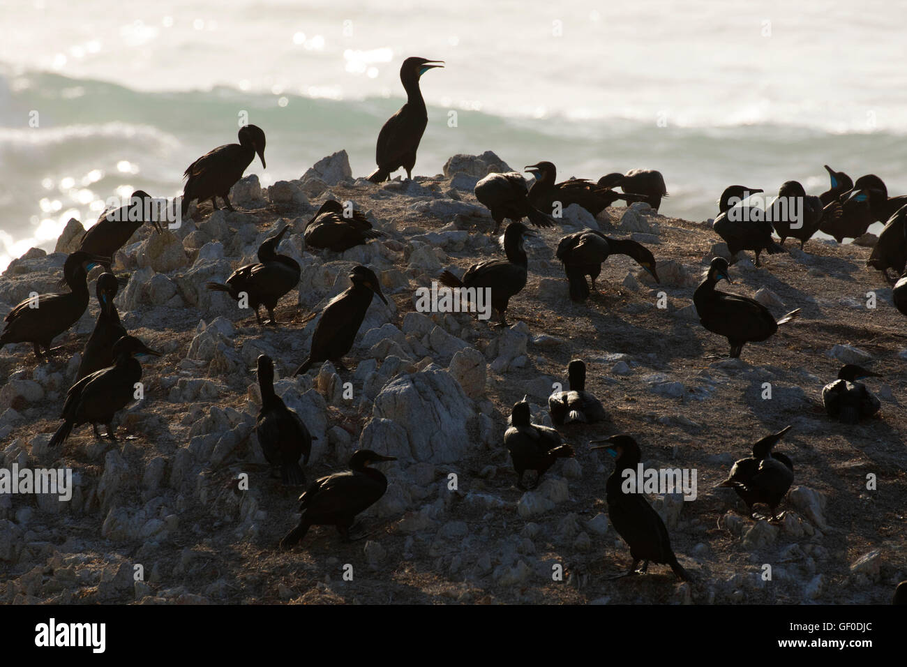 Cormorants, Point Lobos State Reserve, Big Sur Coast Highway Scenic ...