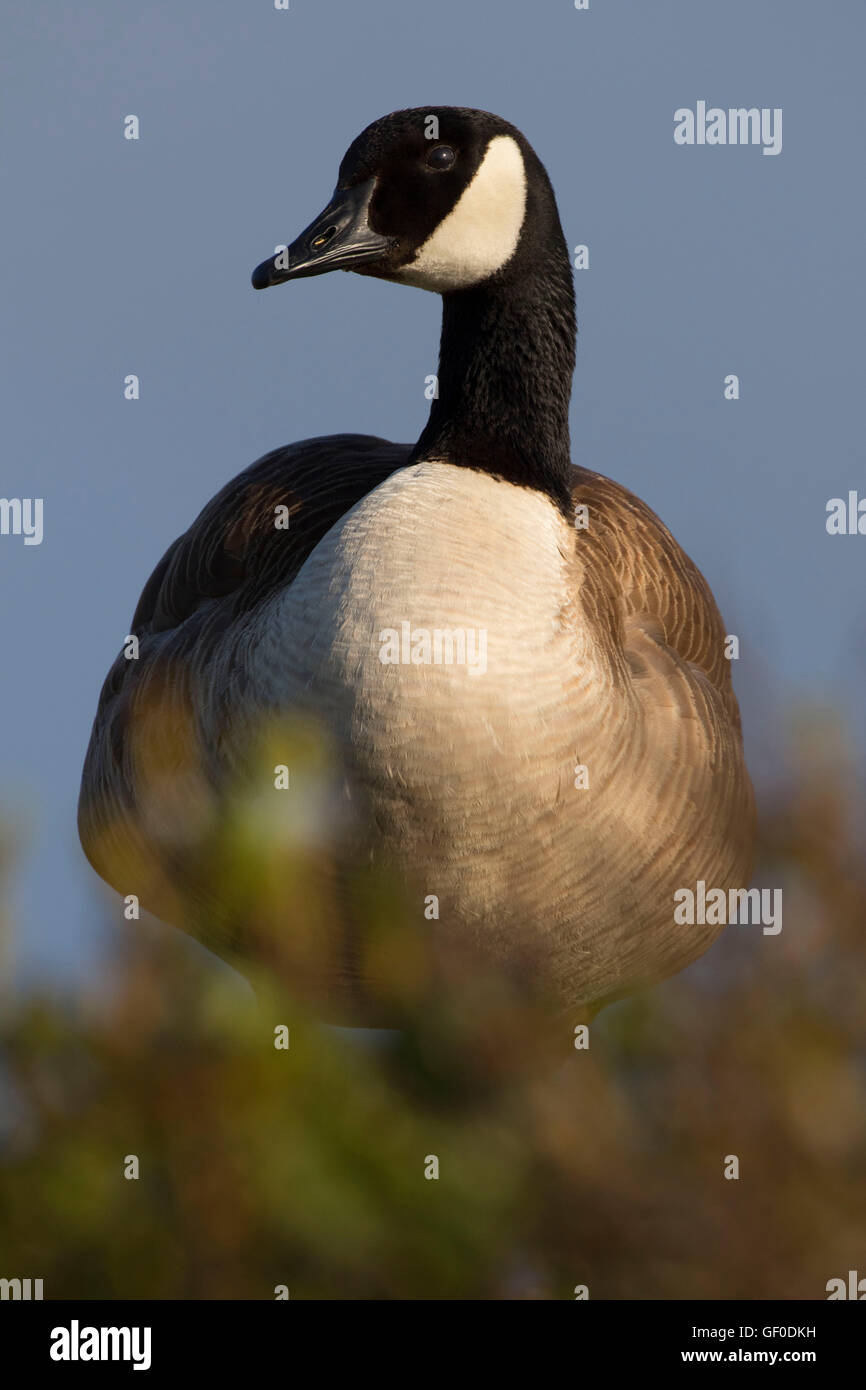 Goose bay canada hi-res stock photography and images - Alamy