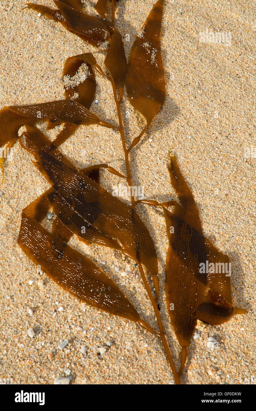 Kelp on beach, Shoreline Park, Pacific Grove, California Stock Photo ...