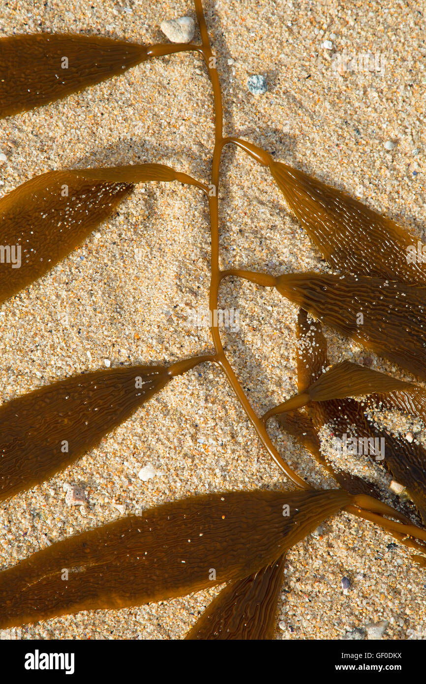 Kelp on beach, Shoreline Park, Pacific Grove, California Stock Photo ...