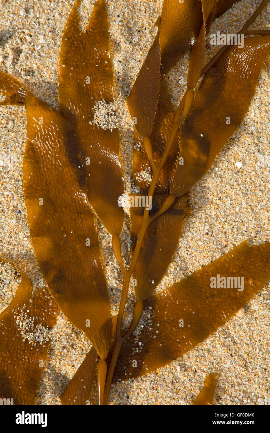 Kelp on beach, Shoreline Park, Pacific Grove, California Stock Photo ...