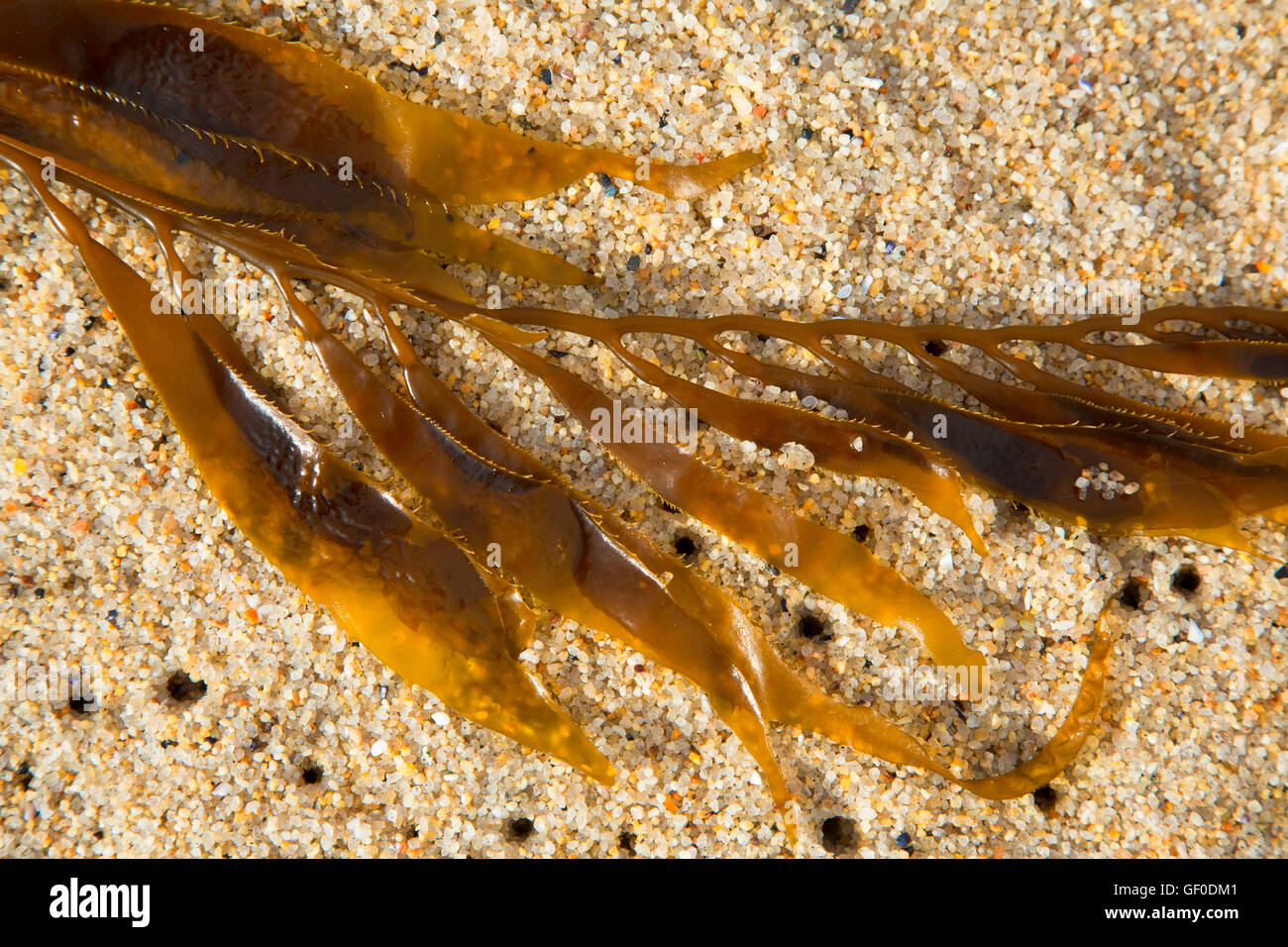 Kelp on beach, Shoreline Park, Pacific Grove, California Stock Photo ...