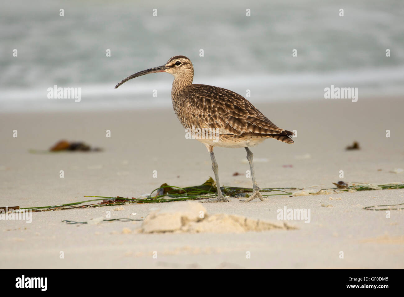 Monterey california asilomar beach hi-res stock photography and images ...