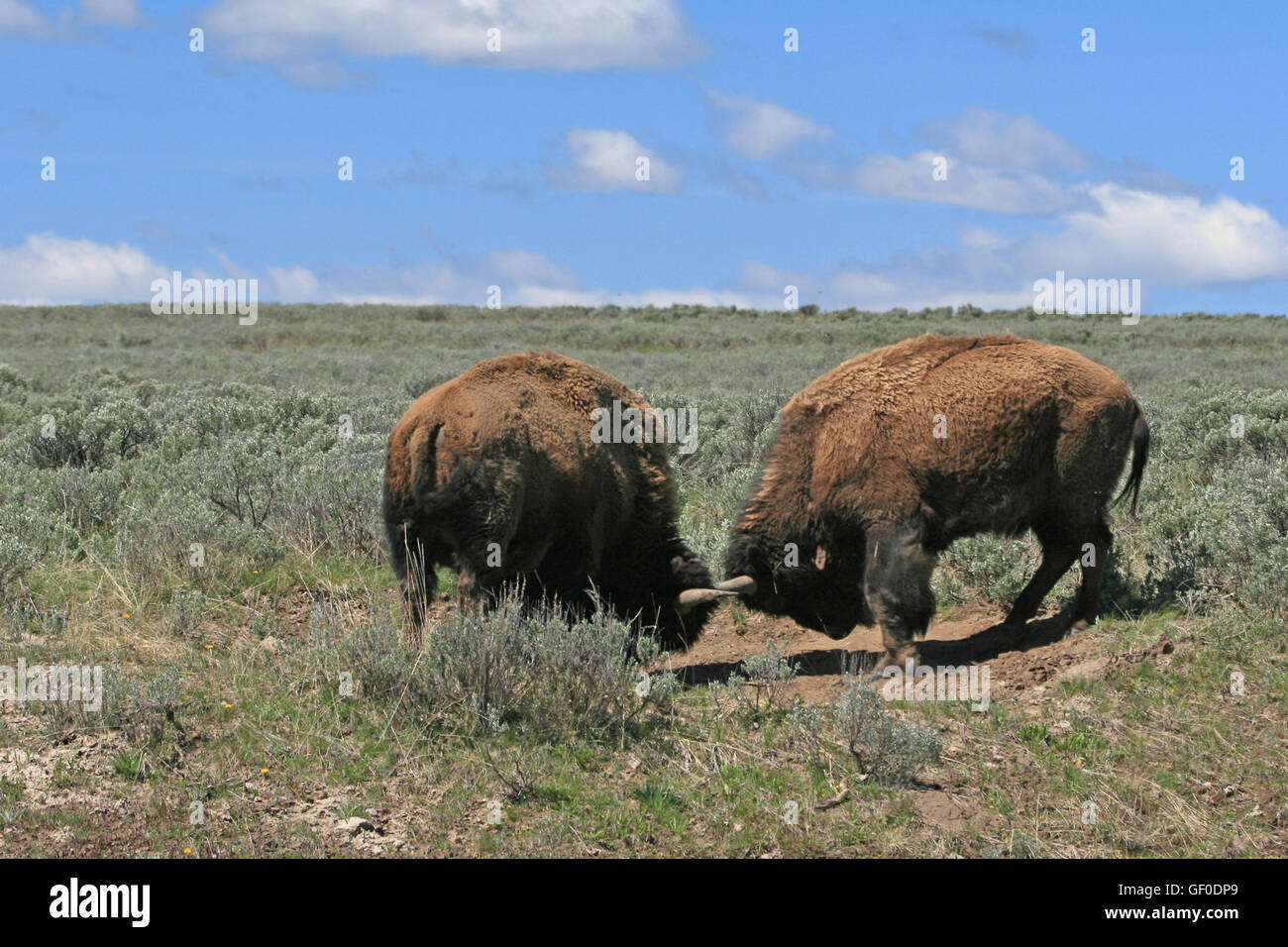 Bison yellowstone fight hi-res stock photography and images - Alamy