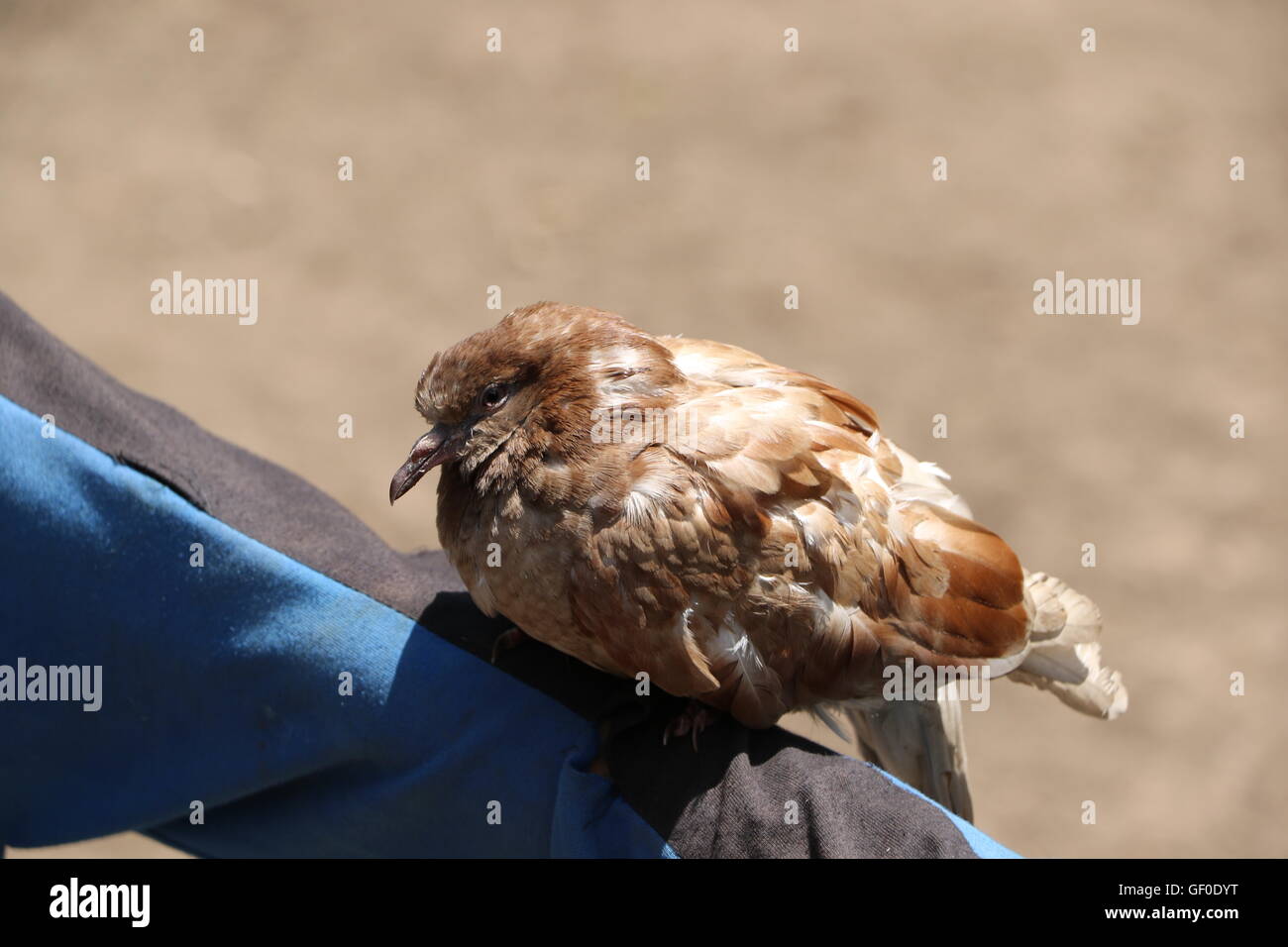 Children with wild pigeon Stock Photo - Alamy