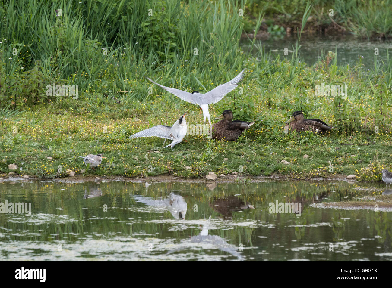 A Common Turn feeding a begging chick with a fish Stock Photo - Alamy