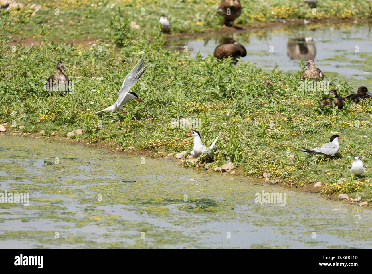 Common tern feeding chick hi-res stock photography and images - Alamy