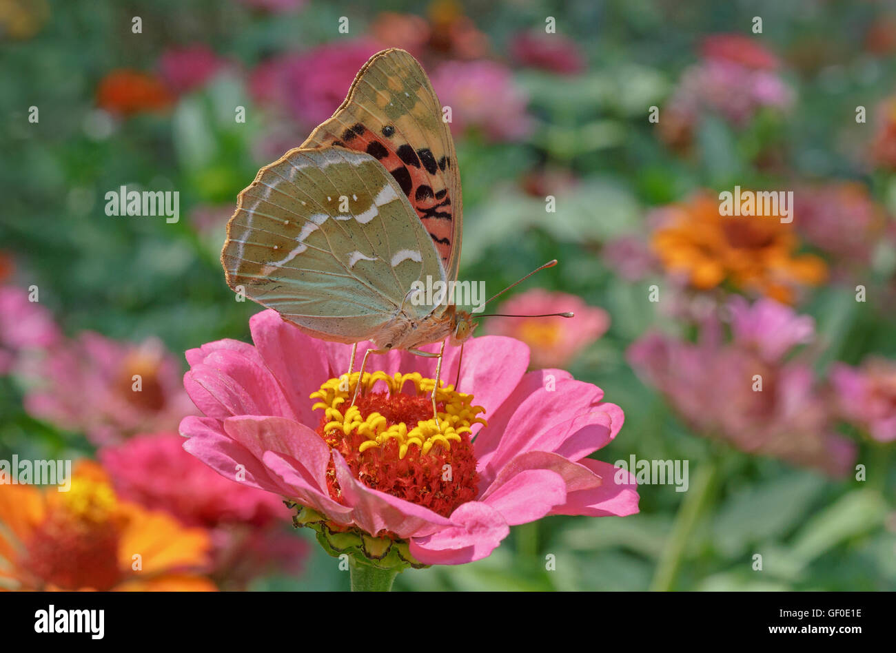 Cardinal butterfly hi-res stock photography and images - Alamy