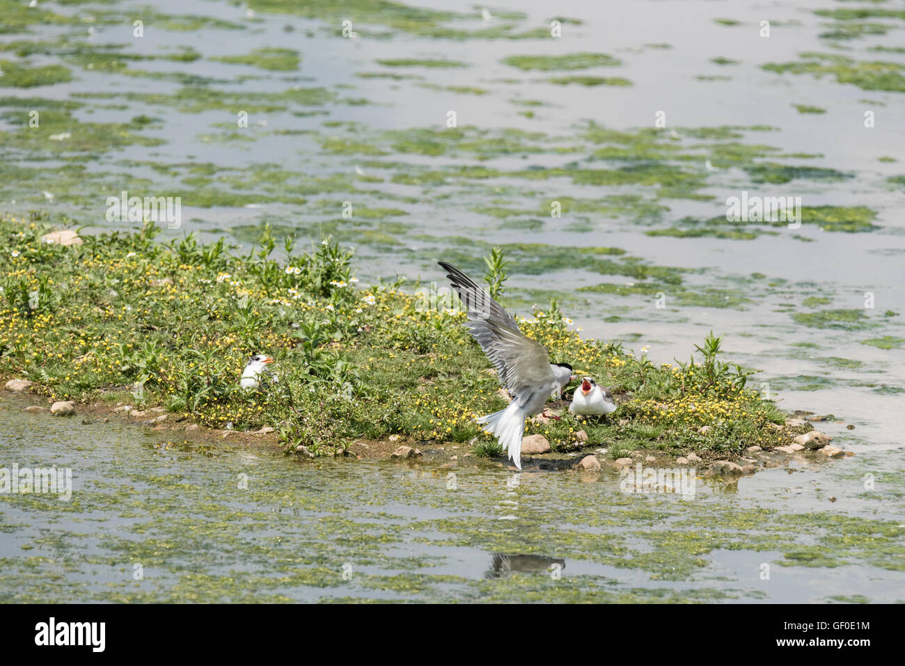 A Common Turn feeding a begging chick with a fish Stock Photo - Alamy