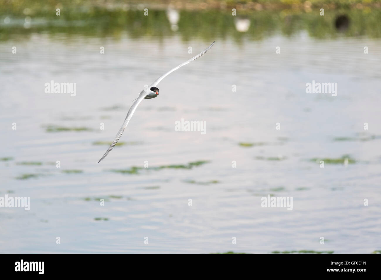 A Common Turn flying over water Stock Photo - Alamy