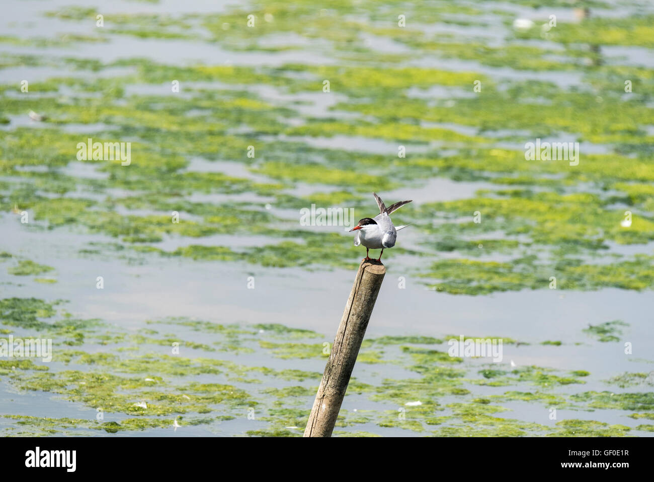 A perched Common Turn Stock Photo - Alamy