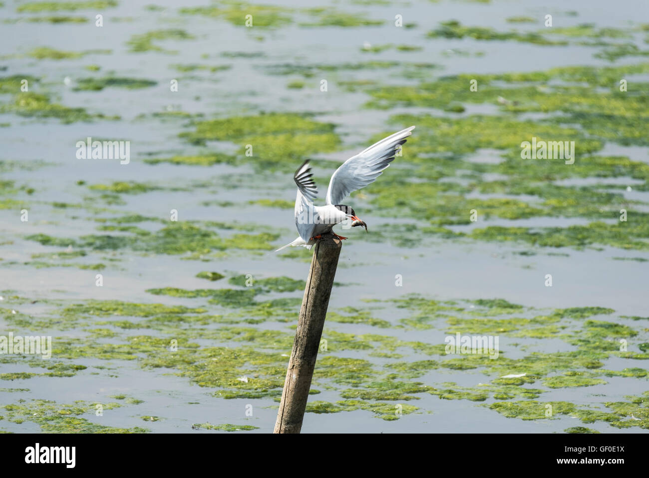 A Common Turn landing on a post with a fish in its bill Stock Photo - Alamy