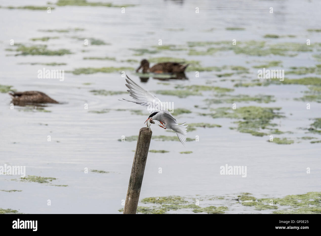 A Common Turn landing on a post with a fish in its bill Stock Photo - Alamy