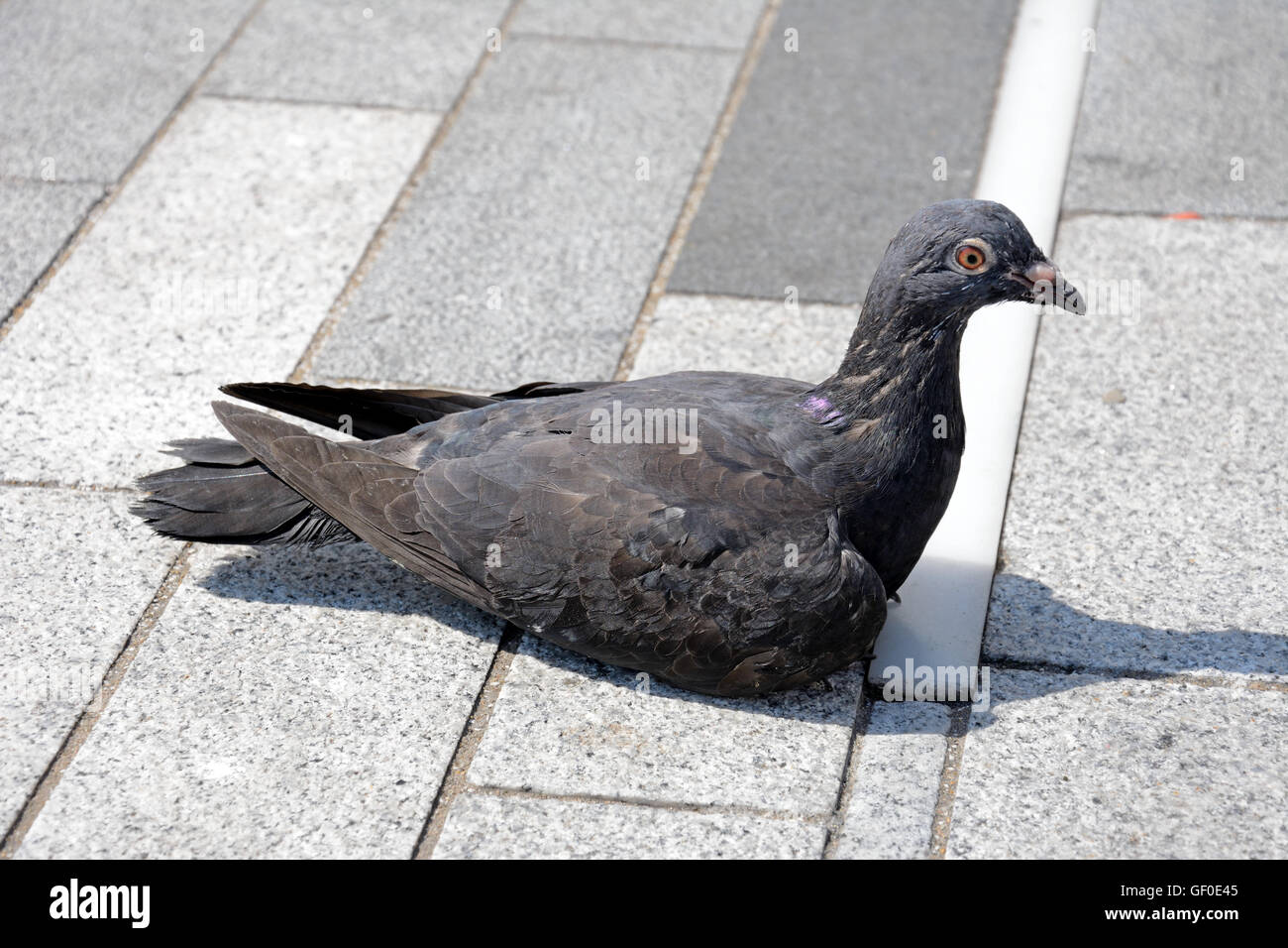 Dark grey pigeon sitting on the pavement, Birmingham, England, UK ...