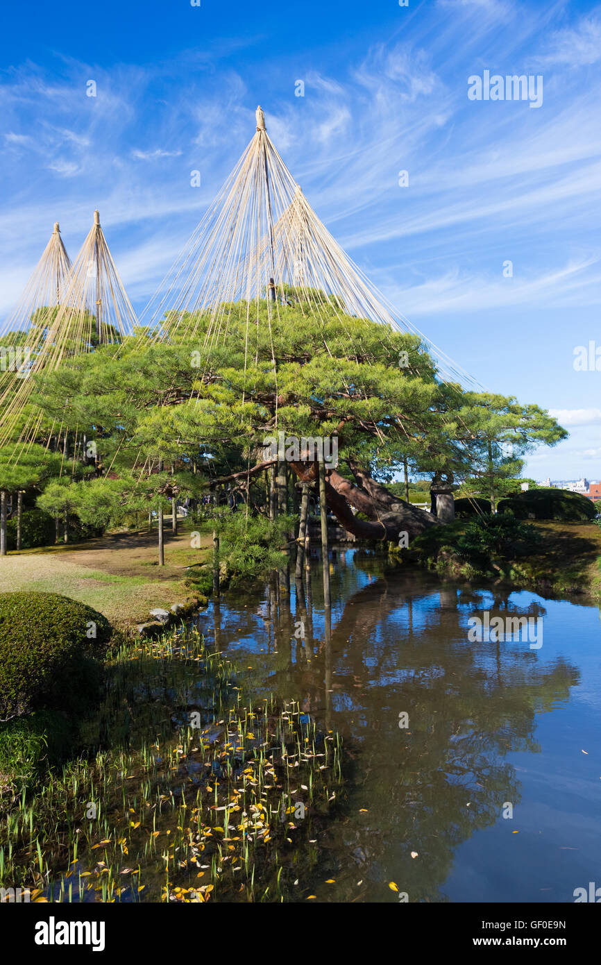 Samurai tree hi-res stock photography and images - Alamy