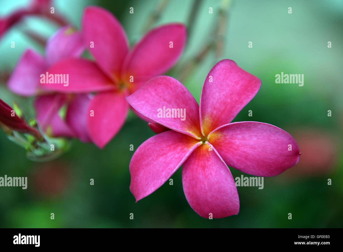 Singapore Pink Flower (Plumeria or Frangipani Stock Photo - Alamy