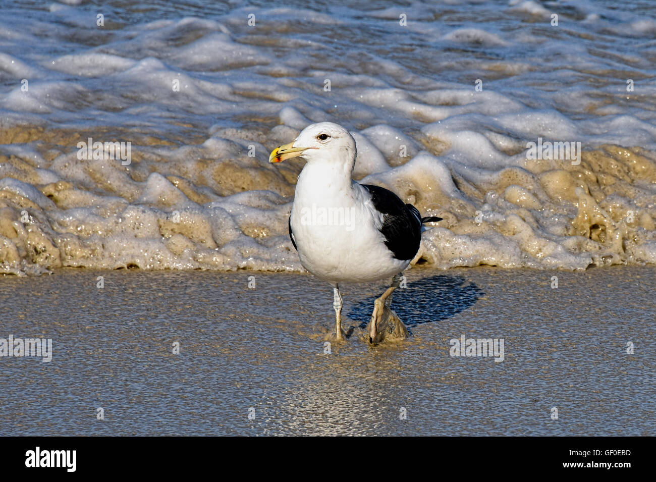 Seagull bill hi-res stock photography and images - Alamy