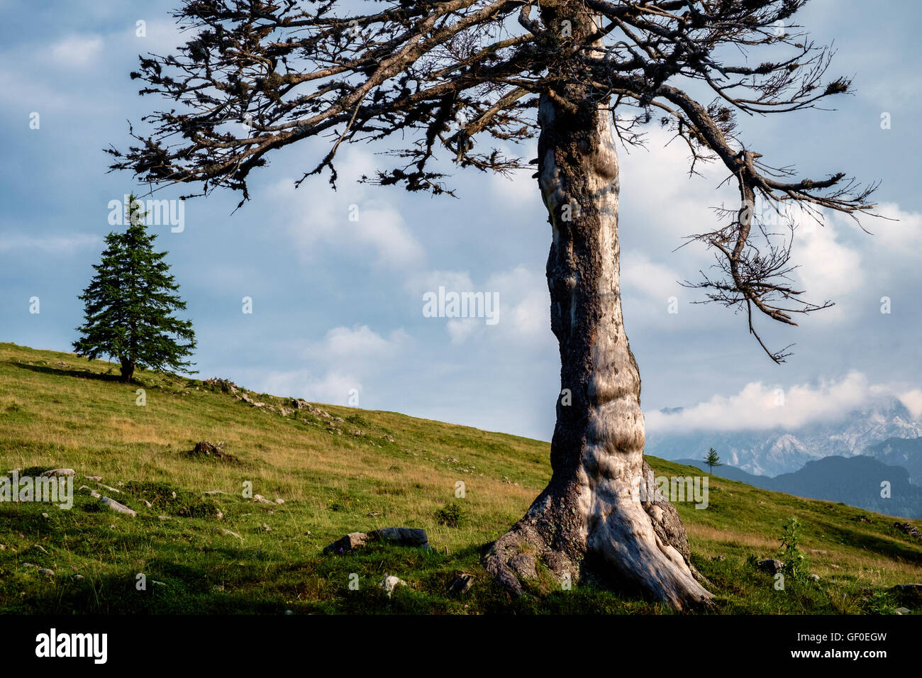 Old spruce tree hi-res stock photography and images - Alamy
