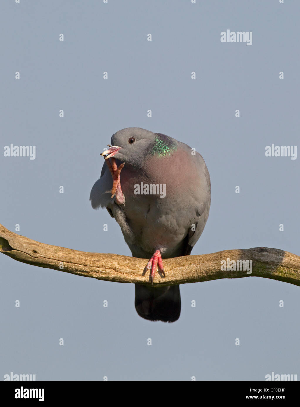 Colorful dove hi-res stock photography and images - Alamy