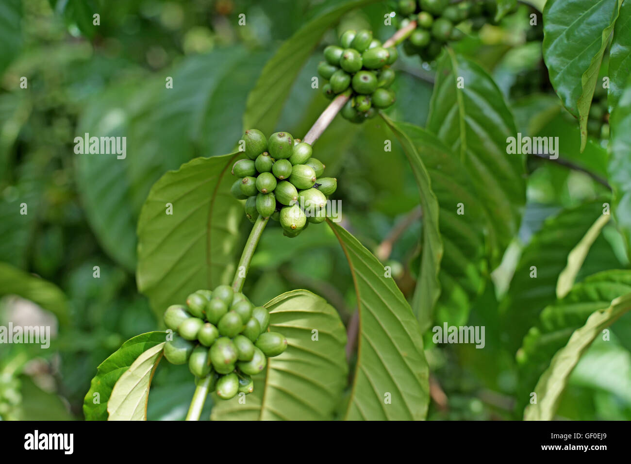 Coffee bean tree hi-res stock photography and images - Alamy