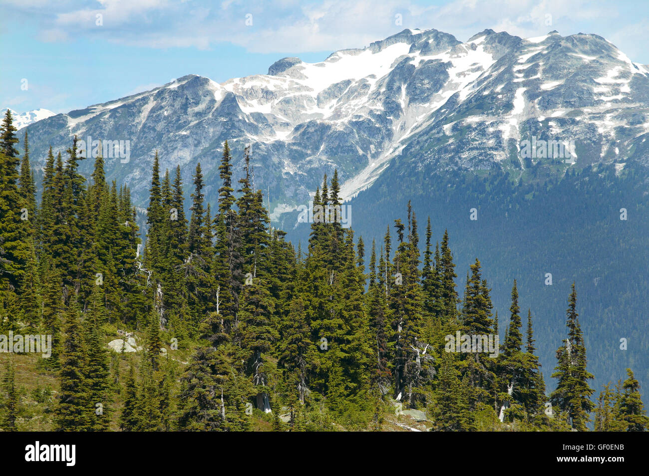 Whistler landscape with forest and mountains. British Columbia. Canada ...