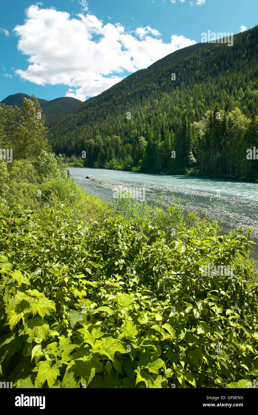 Landscape with river and forest in British Columbia. Canada. Vertical ...