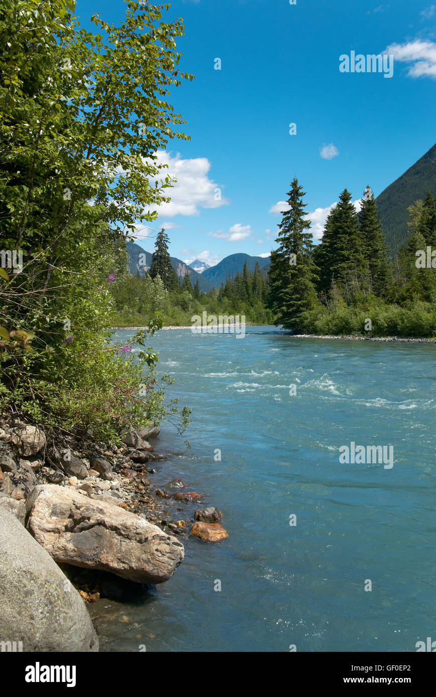 Landscape with river and forest in British Columbia. Canada. Vertical ...