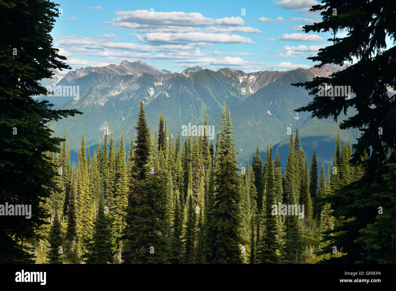 Landscape with forest in British Columbia. Mount Revelstoke. Canada ...