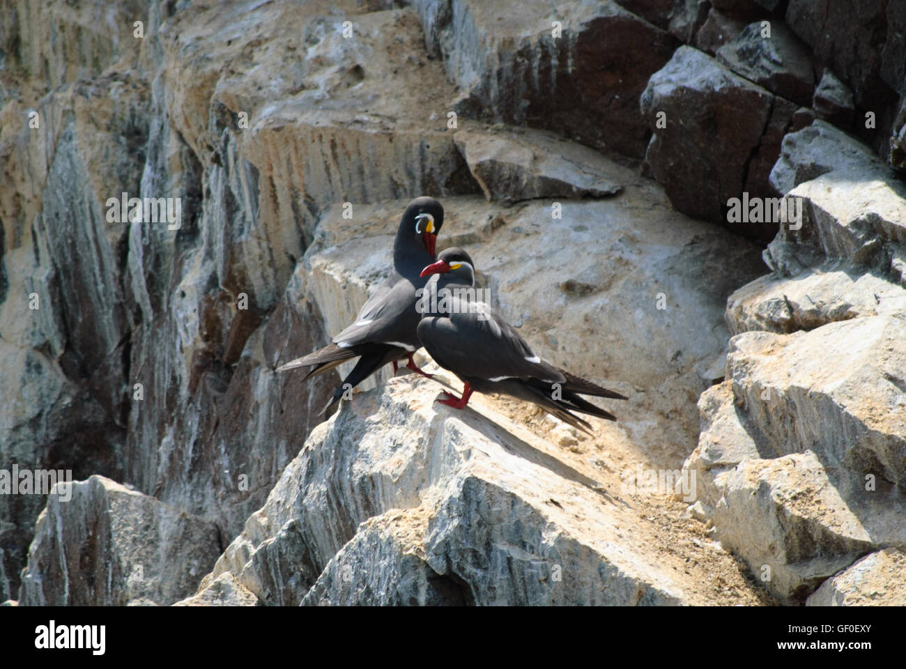 Inca Terns on a rocky island of Islas Ballestas Stock Photo - Alamy