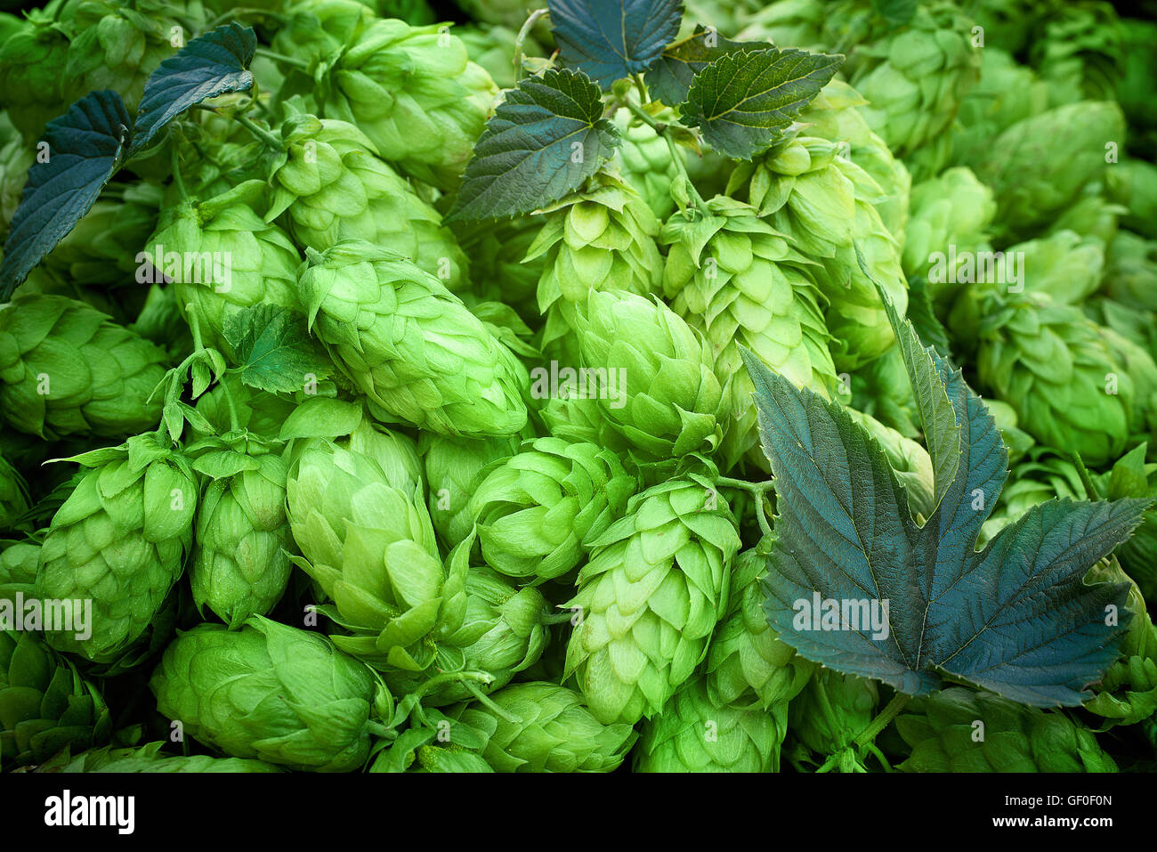 hop cones raw material for beer production Stock Photo - Alamy
