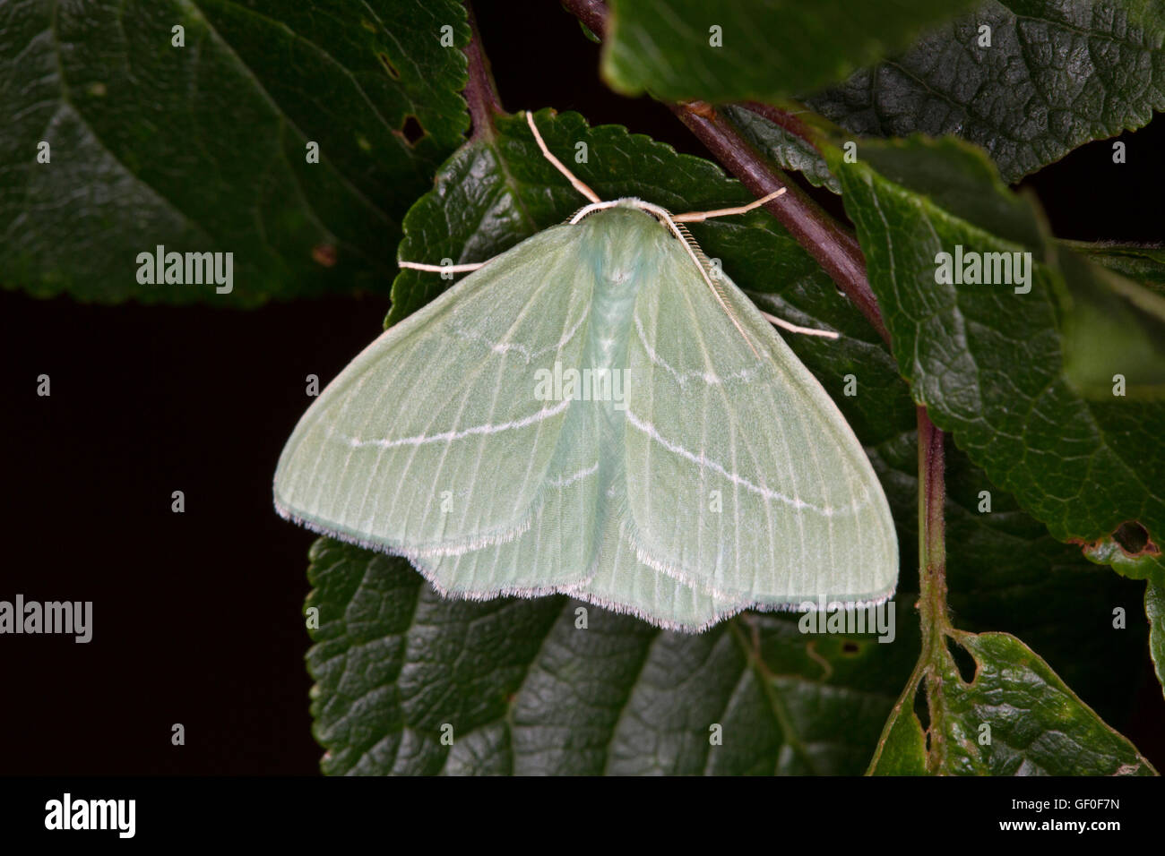 Small Emerald Moth, Hemistola chrysoprasaria, single adult resting on a ...