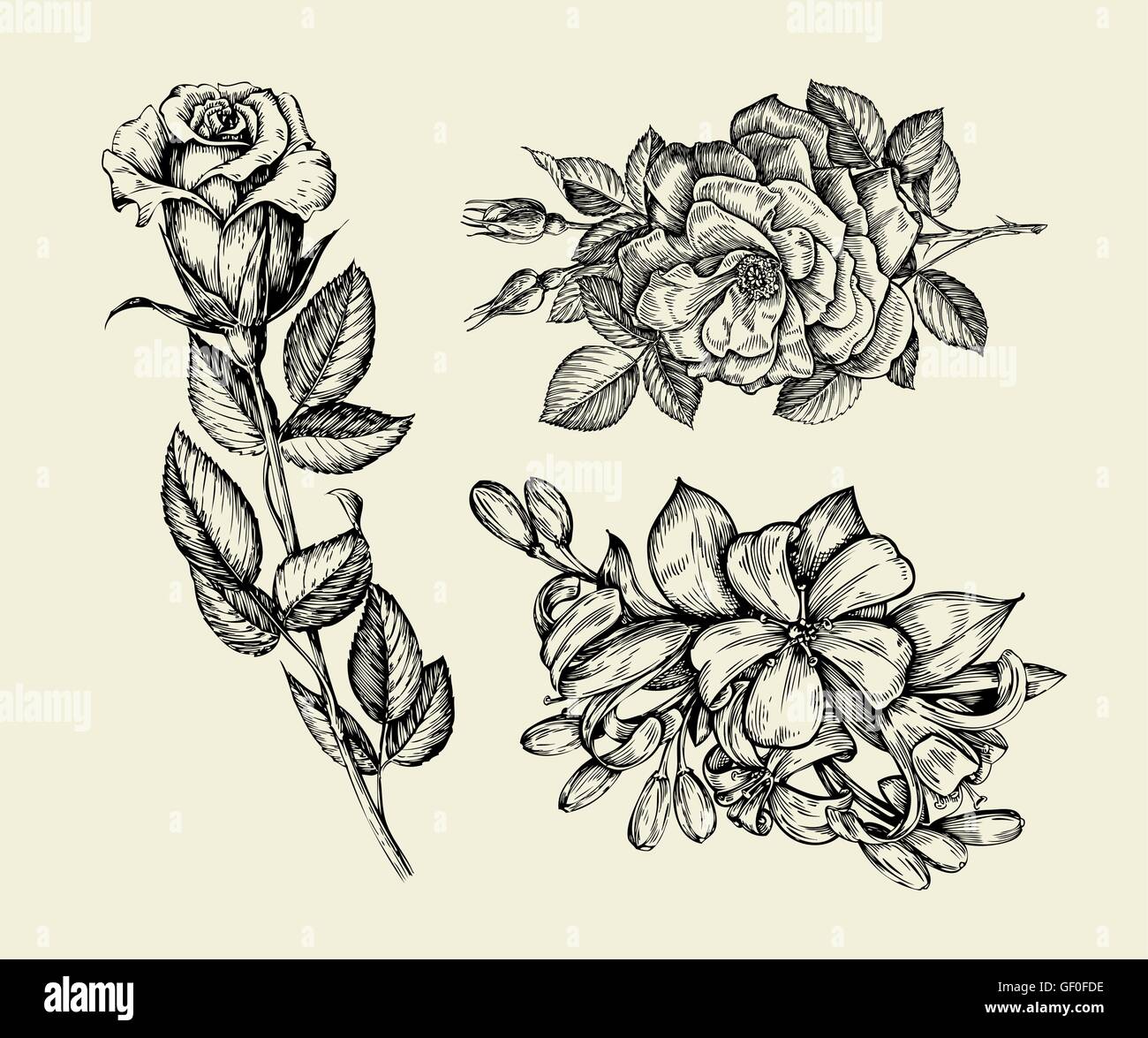 Flowers. Hand drawn sketch flower, rose, floral pattern. Vector ...