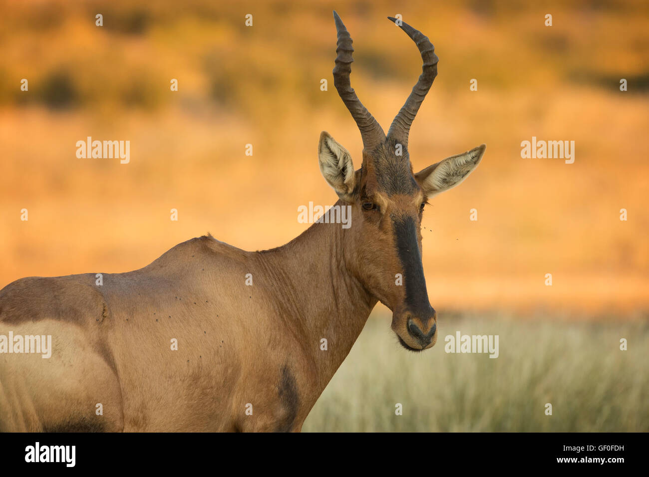 Red hartbeest hi-res stock photography and images - Alamy